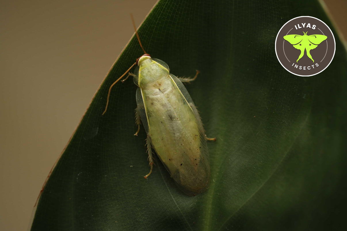 Panchlora nivea "Giant" – Ilyas Insects