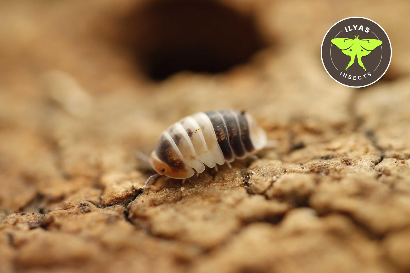 Cubaris sp. "White Shark" – Ilyas Insects