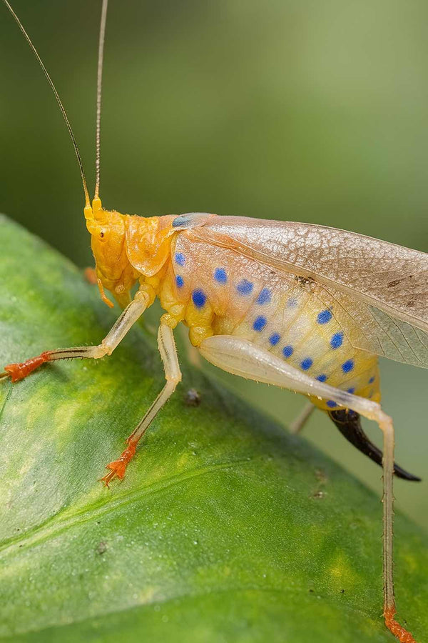 Vestria sp Yellow – Ilyas Insects