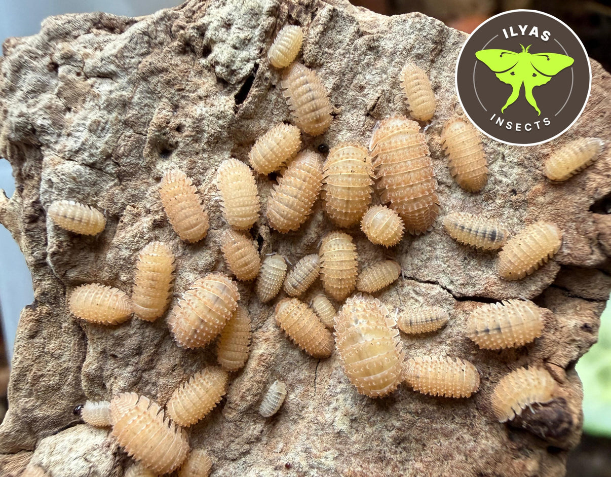 Cristarmadillidium muricatum – Ilyas Insects