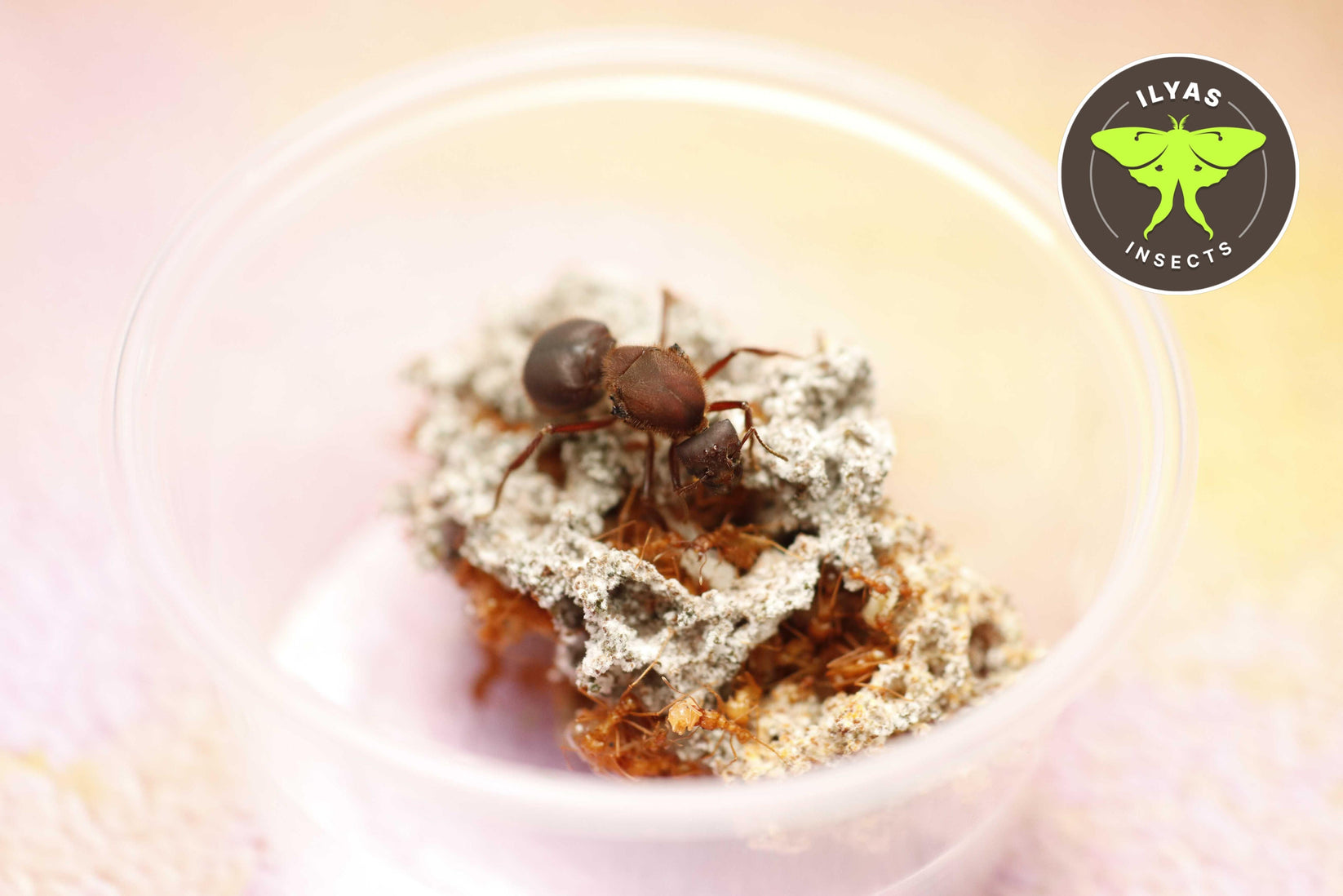 Atta mexicana – Ilyas Insects
