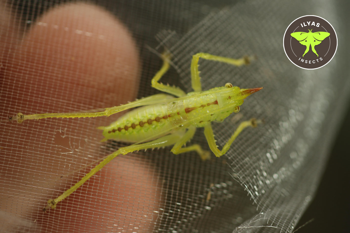 Copiphora rhinoceros – Ilyas Insects