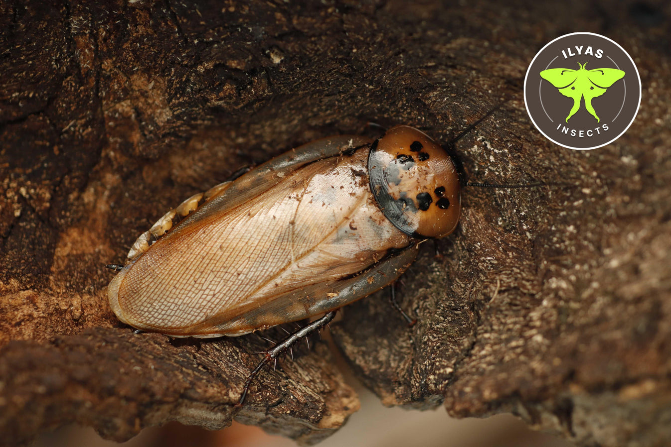 Eublaberus distanti – Ilyas Insects