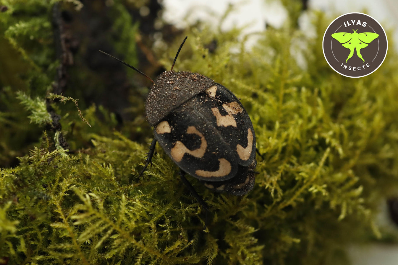 Therea olegrandjeani – Ilyas Insects