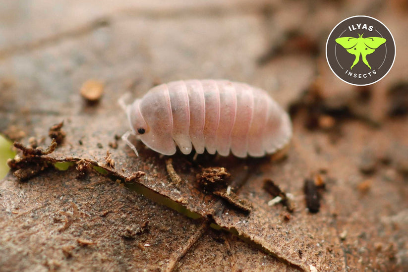 Cubaris sp. "Cherry Blossom" – Ilyas Insects