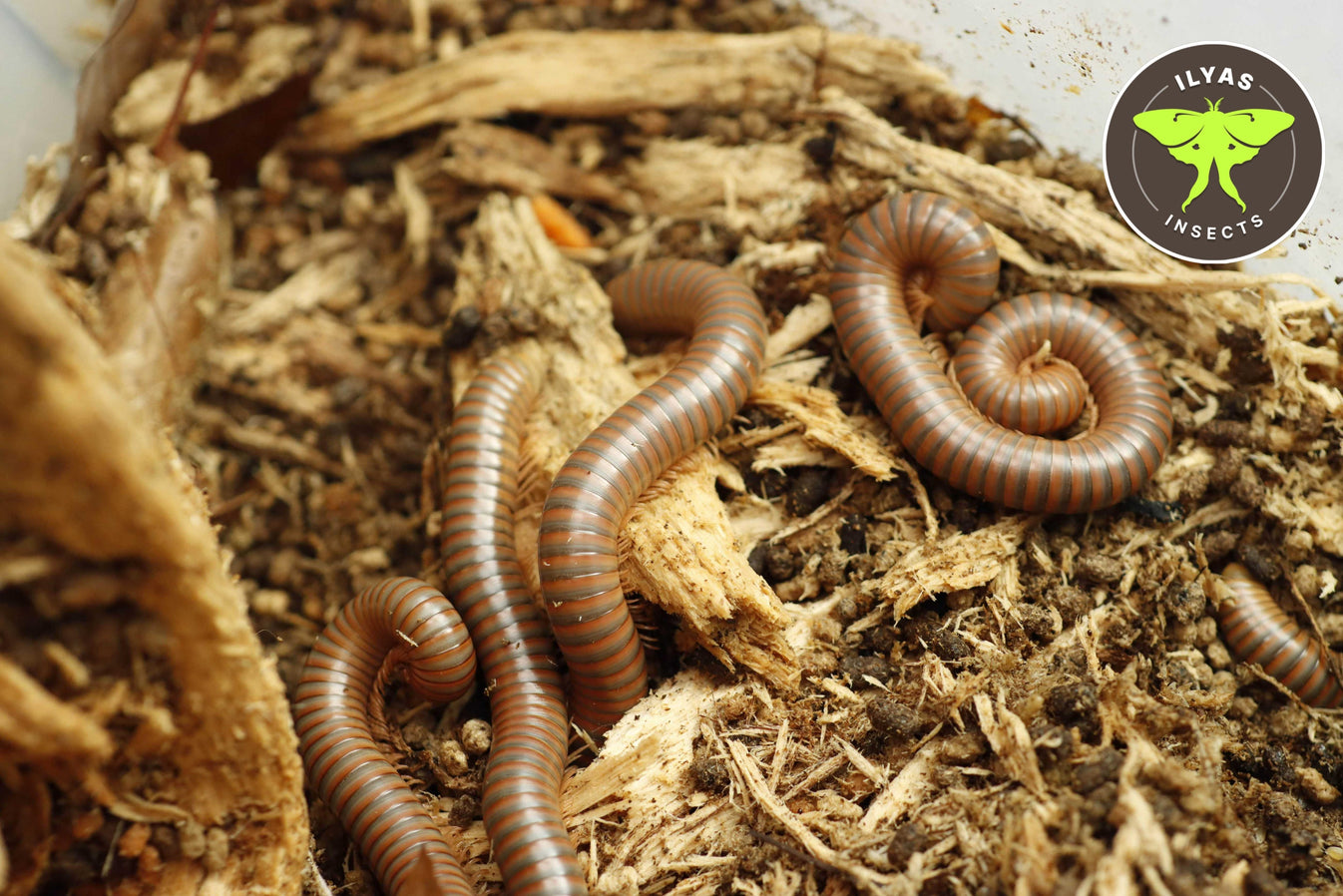 Spirostreptus spec. 1 “Tanzania” – Ilyas Insects