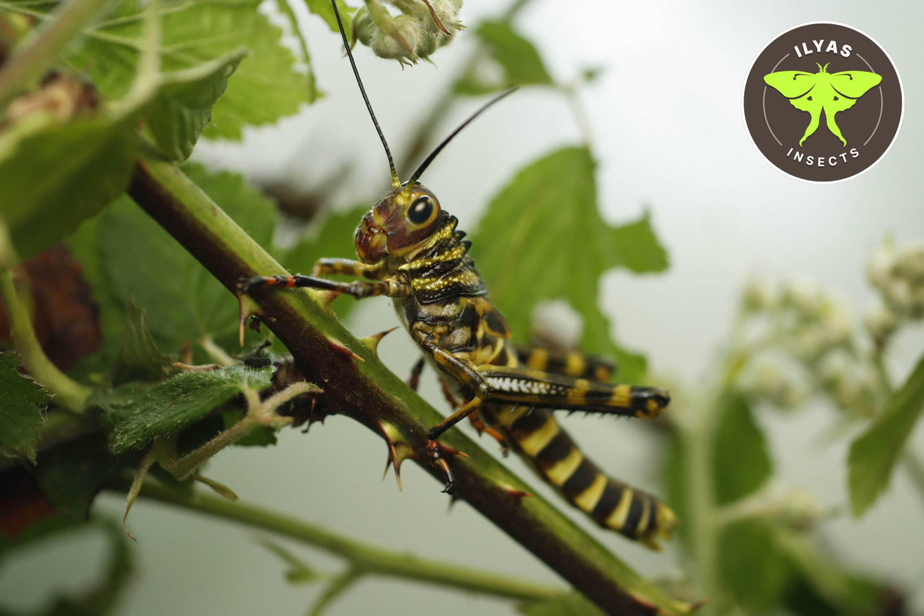 Tropidacris cristata – Ilyas Insects