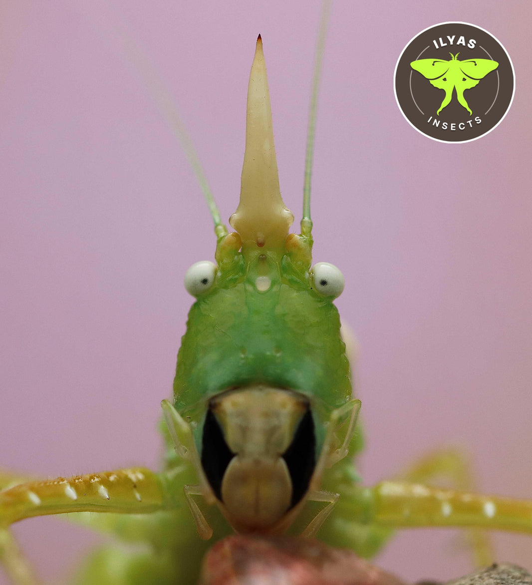 Orthoptera – Ilyas Insects
