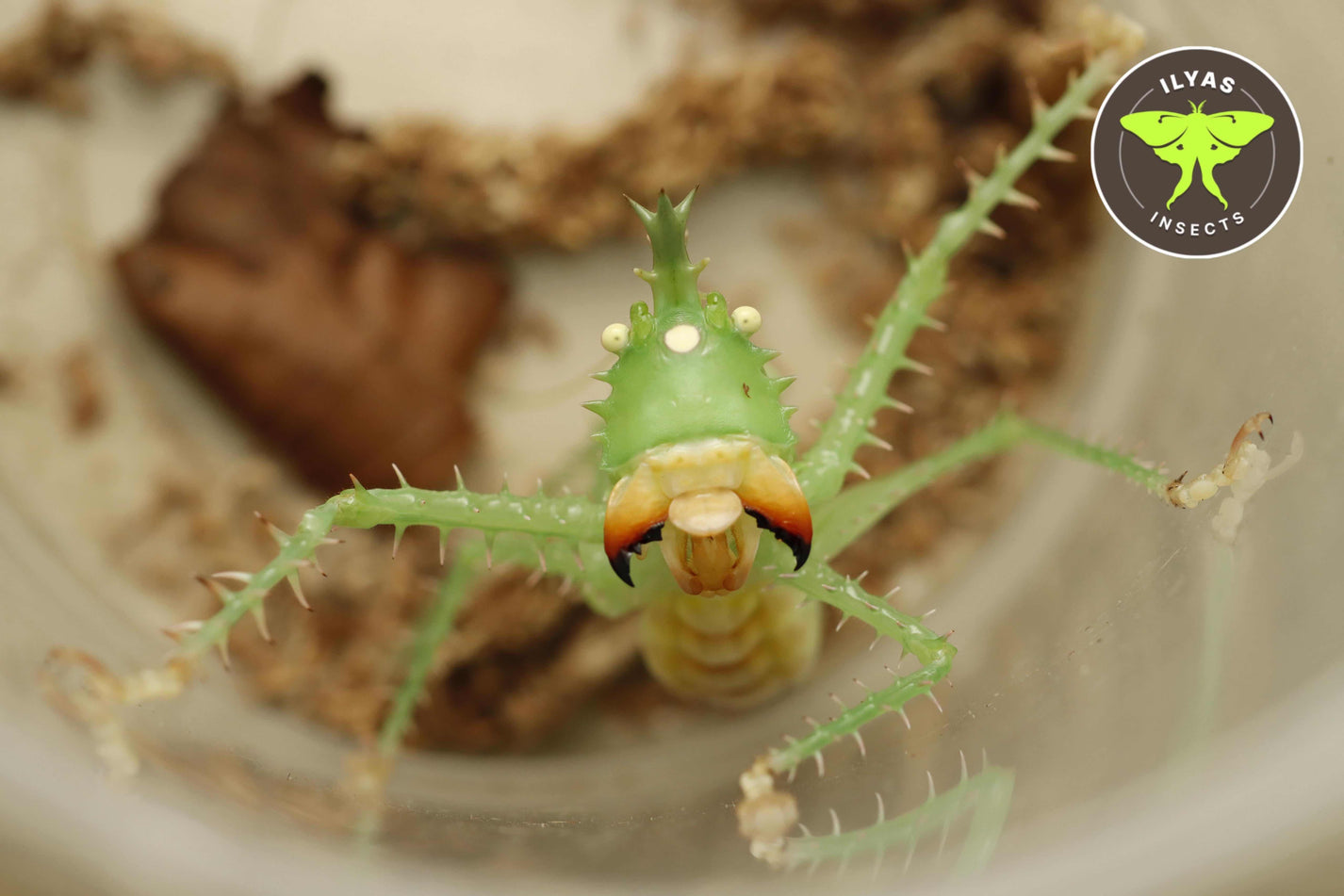 Panacanthus cuspidatus – Spiny Predatory Katydid | Ilyas Insects