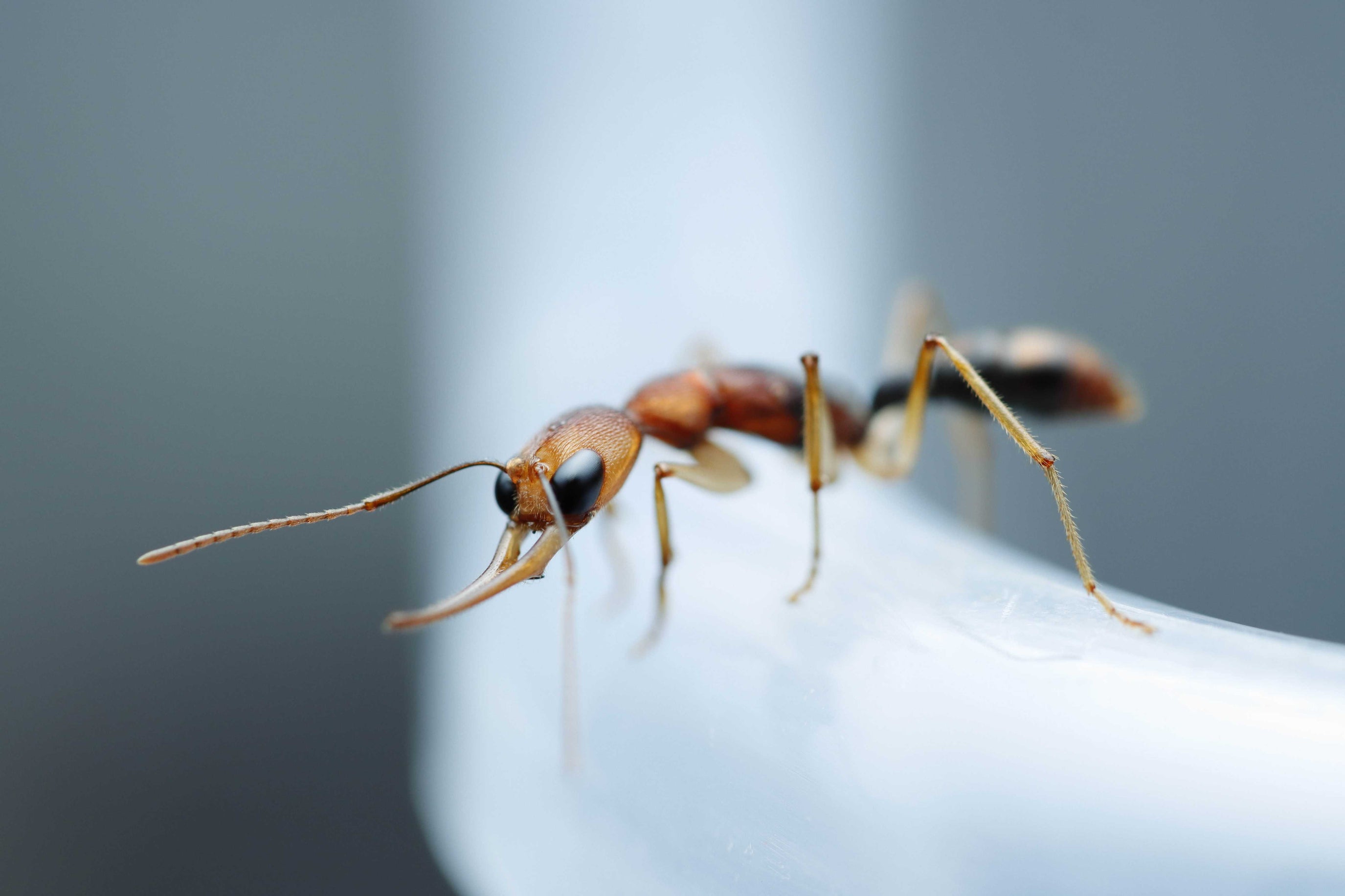 Ilyas Insects